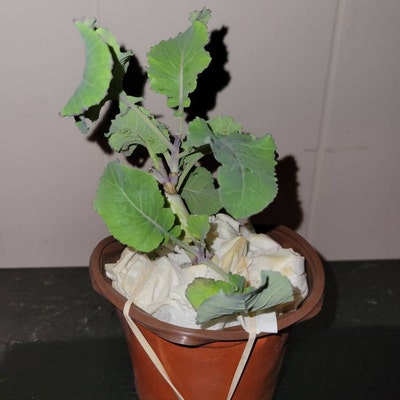 Purple Tree Collards 4 Rooted Plants Perennials - Etsy