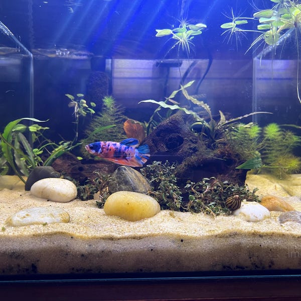 Amazon Frogbit, Limnobium Laevigatum, Live Aquarium/aquatic/floating ...