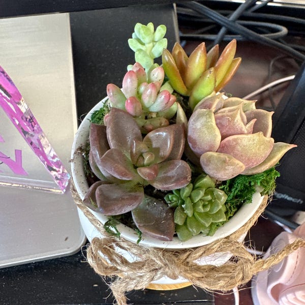 Mini Succulent Garden in Purple Handmade Shell Chip Indoor Planter ...