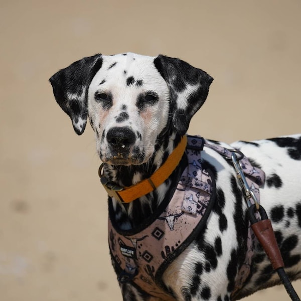 Western Print Dog Harness, Ruff Life Clothing Co, Walk Wear, Pet ...