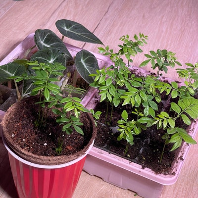 Curry Leaf Plant Seeds 10 Grown in USA Freshly Harvested Murraya ...