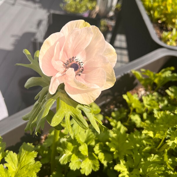 Amandine Black Ranunculus Corms - Etsy