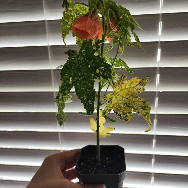 Spotted Flowering Maple, Also Called Painted Abutilon and Parlor Maple ...