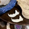 Complete Fox Vertebrae, 55cm Long, Natural Bone for Crafting ...