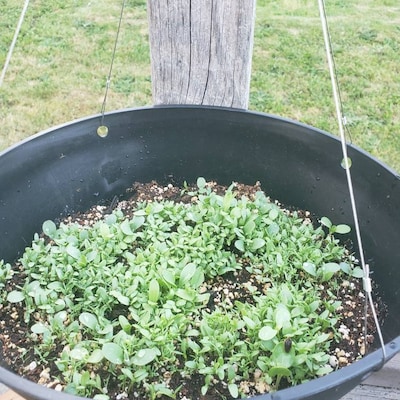 Golden Raspberry Jam, 8 Oz Jar, Oregon, Pacific Northwest - Etsy