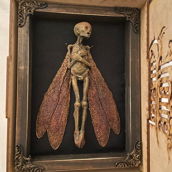 Mummified Dead Fairy Shadow Box – Cryptid Specimen, Gothic Curiosity ...