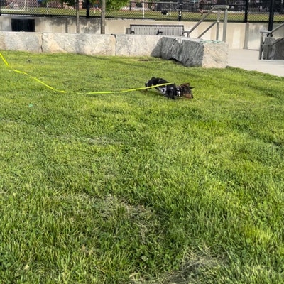 Biothane Tab or Bringsel Pick Your Color 1/2 Wide Heavy Weight, 8 Long ...