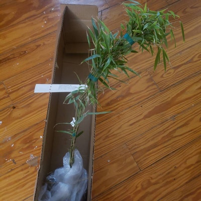 3 Fargesia Rufa Sunset Glow Clumping Bamboo Live Plants 1'2', Non ...
