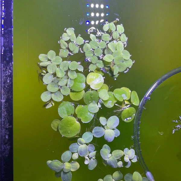 Floating Plant Package #1, Frogbit + Dwarf Water Lettuce + Water ...