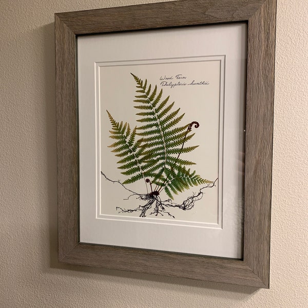 Pressed Fern Print, 11x14 Double Matted, Wood Fern Study With Roots ...