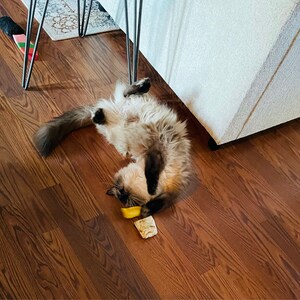 Siamese Catnip Toy Tuxedo Cat Catnip Toy Panther Catnip | Etsy