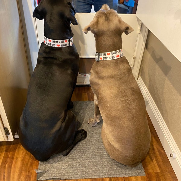 Dog Collar/fresh Out of Fus Dog Collar/ Flower Dog Collar/ Cussing Dog ...