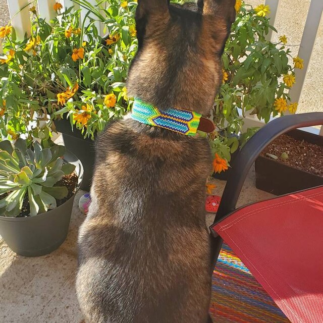 Boujee Barks Unique Bandannas Dog Collars Leashes by BoujeeBarks