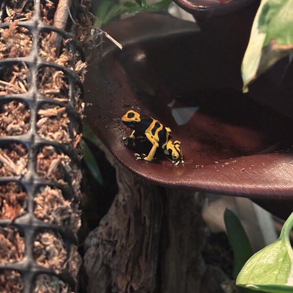 Mushroom Ledge (mini) - Reptile Decor - Laguna Reptiles - Etsy