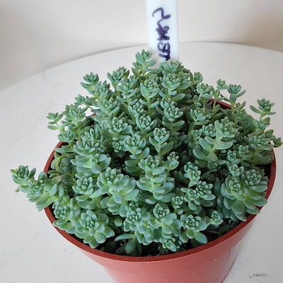 Sedum Dasyphyllum Major Blue Tears Sedum Live Succulent Plants 2 4 6 ...