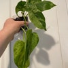 Epipremnum Aureum japanese Global Pothos Fully Rooted Extremely Rare ...