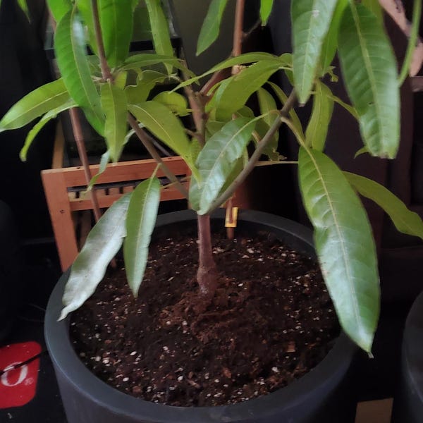 Mango MANILA, CARABAO, FILIPINO Tree, Grafted, 3gl - Etsy