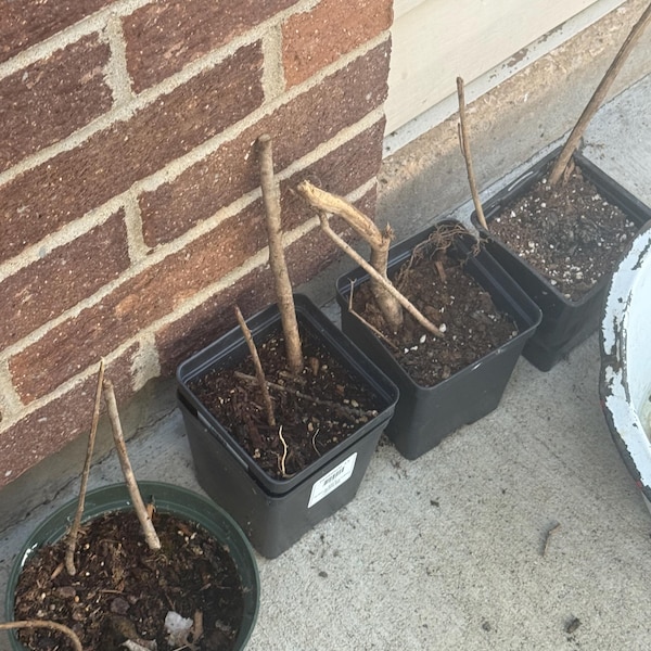 6+ Red Spruce Tree Seedlings From Maine - Etsy