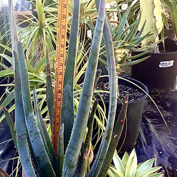 2g Aloe Moonglow Hybrid.beautiful Yellow Glowing Blooms Can Be Expected ...