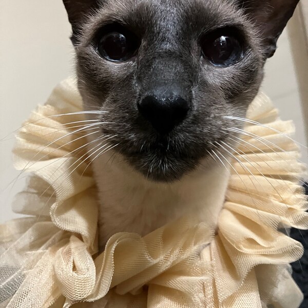 Renaissance Queen High Neck Tulle Collar in Black, Shakespeare Ruffled ...