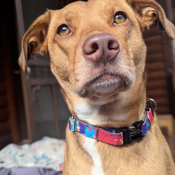 DIY Half Check Chain Martingale Tutorial Instructions Adjustable Dog ...