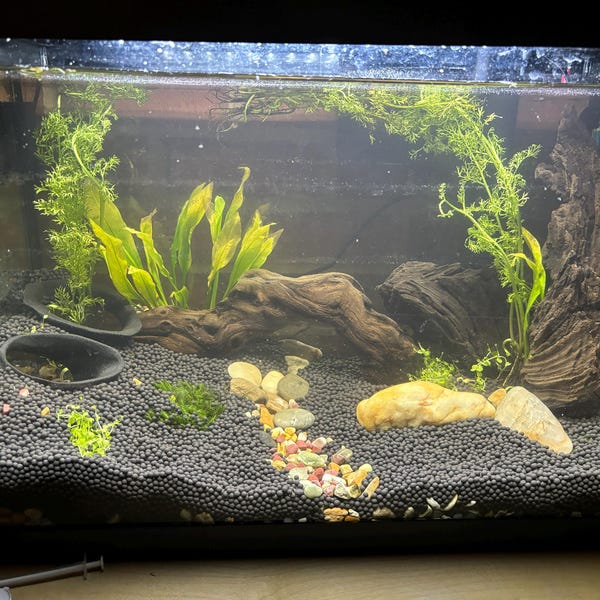 BUY2GET1FREE Java Moss, Bogor Moss Aquarium Plant | Easy Aquarium Plant ...