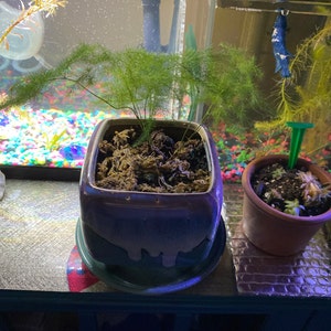 Ready-to-go Hypertufa Cement Mix Make Your Own Hypertufa - Etsy