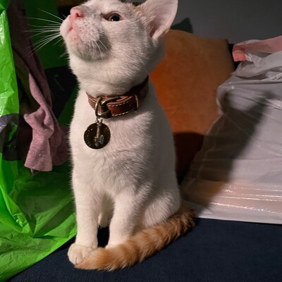 Loki's Ship Pet ID Tag - Etsy