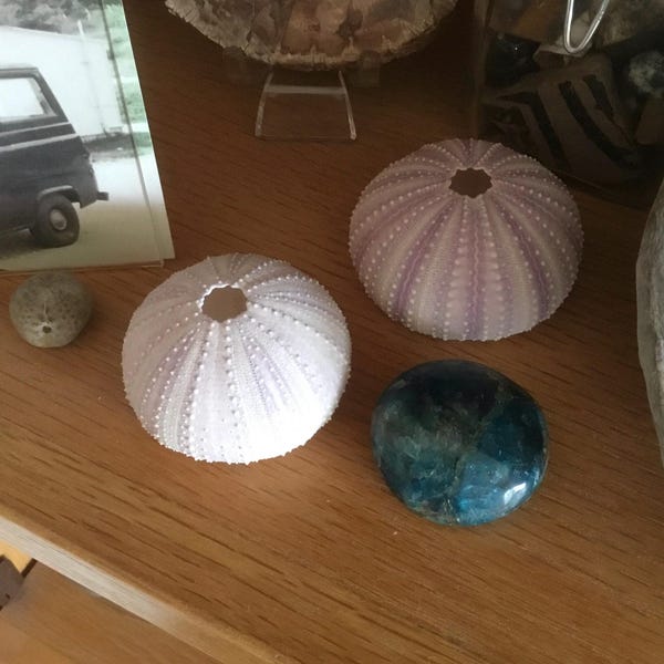 Sundial Shell - ARCHITECTONICA PERSPECTIVA - Etsy