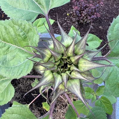 25 Sunfill Purple Sunflower Seeds - Etsy