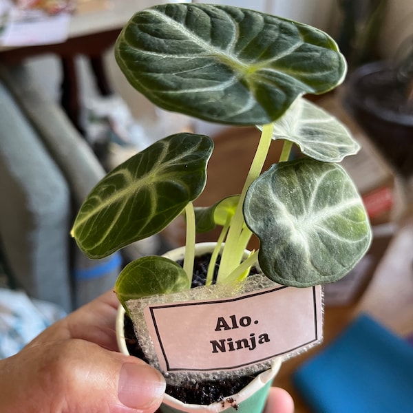 Alocasia Ninja : Indoor Plants - Easy Care Houseplant - Starter Plant ...