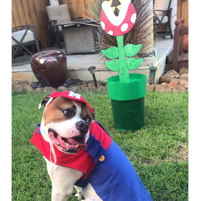 Mario dog costume | Etsy