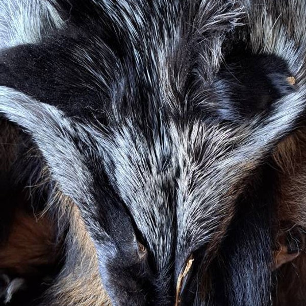 Tanned Western Semiheavy Pale Coyote Pelt (size 2XL) - Etsy