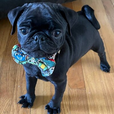 Texas Flag Dog Bandana Personalized Dog Bandana Tie on - Etsy