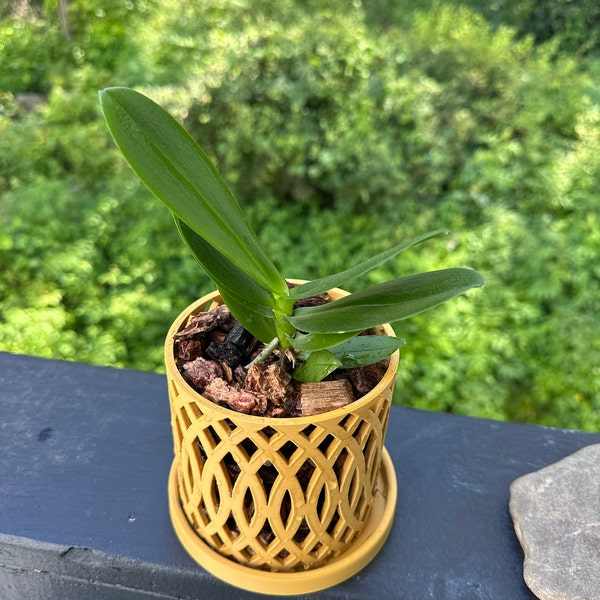 Orchid Pot, Unique Plant Pot With Drainage Holes and Saucer, 3D Printed ...