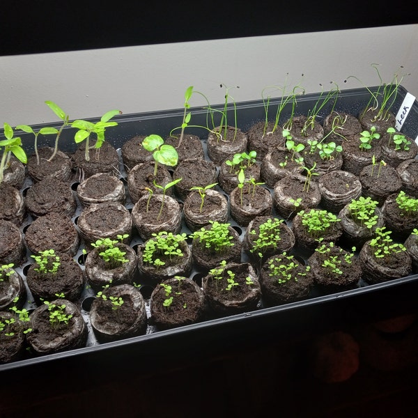 Chewing Tobacco Seed Pack 3 Varieties for Chew & Dip 3,000 Seeds - Etsy