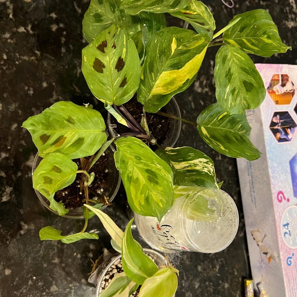 Variegated Maranta Prayer Plants, Beauty Kim Variegated, High ...