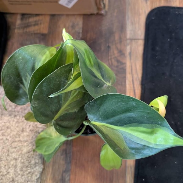 Philodendron Brazil in a 4" Nursery Pot - Variegated Pothos Plant ...