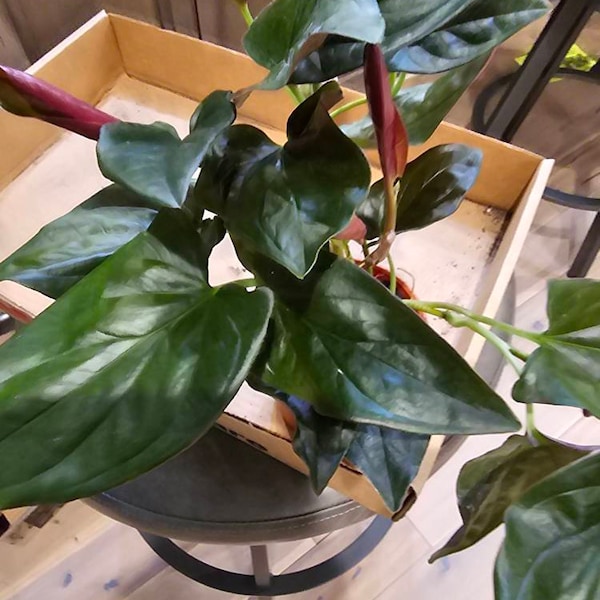 4" Pot Syngonium Erythrophyllum Red Arrow: Live Indoor Plants - Easy ...