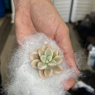 3 Pack Reusable Plant Rooting Air Layering High-pressure Box - Etsy