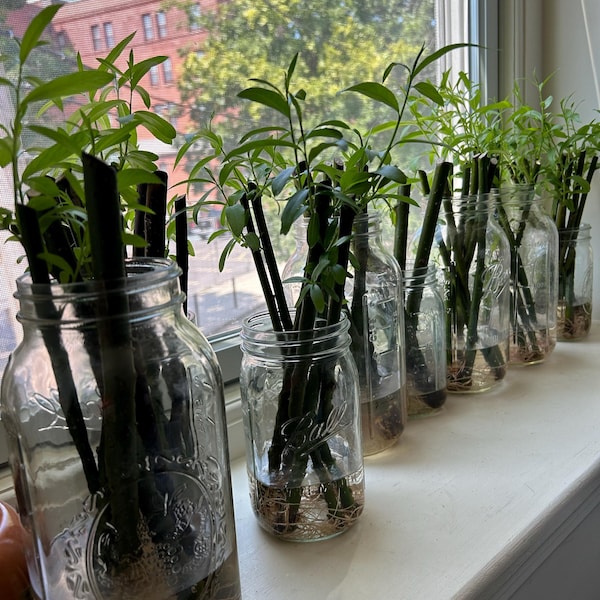 100 Austree Willow Hybrid Tree Starts Privacy Hedge Fast Growing - Etsy