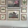 BUTTERFLY PRINT 8X10 Beautiful Art Print 10 Antique 1734 Butterflies ...