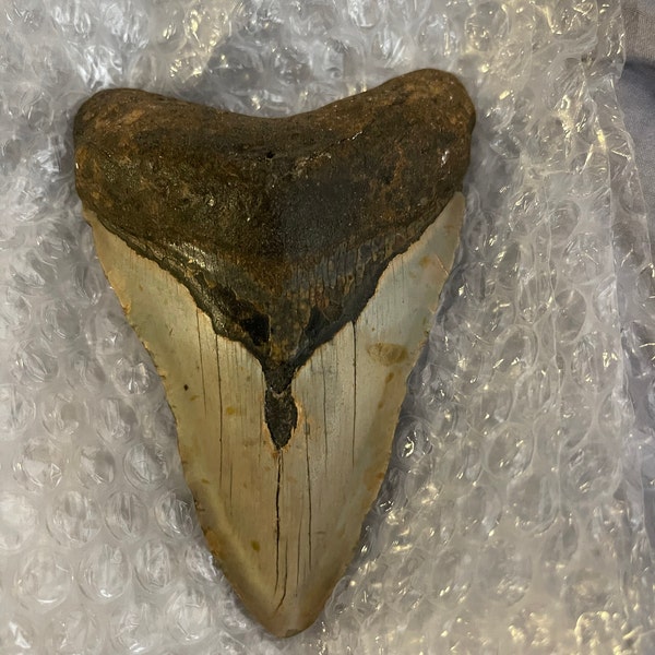 2.93” Fossil Megalodon Shark Tooth Ocean Teeth Dinosaur Fish- **on ...