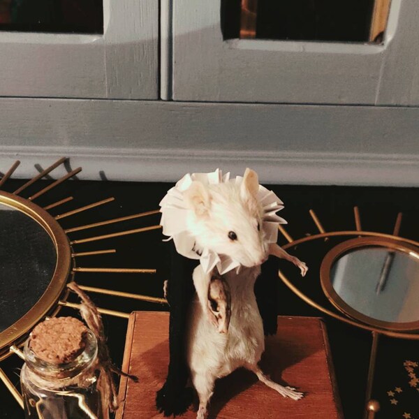 Taxidermy Opera Rat Shakespeare Taxidermy Rat Skeleton Cabinet of ...