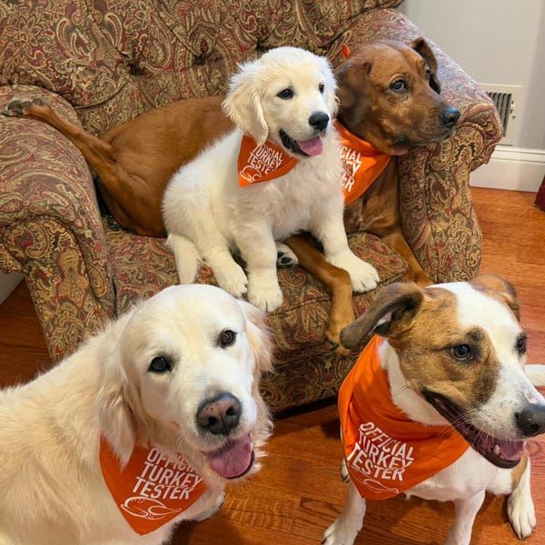 Gobble Til You Wobble Dog Bandana, Cute Thanksgiving Dog Bandana ...