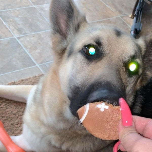 Football and Beer the Perfect Combination 6 Dog Treats Superbowl Pet ...