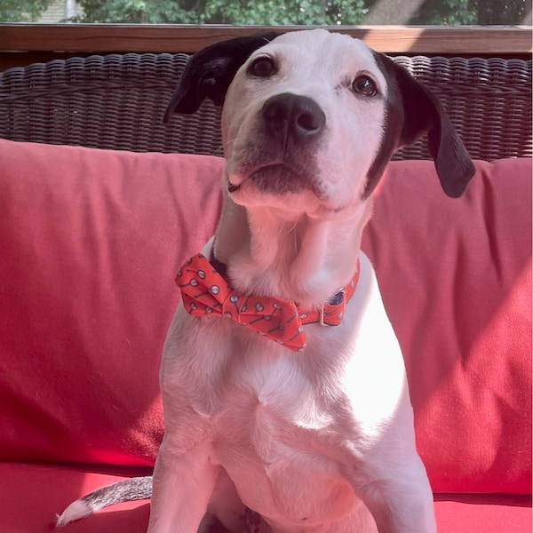 Banjo Dog Collar, Harness or Leash With Personalized Engraved Buckle ...