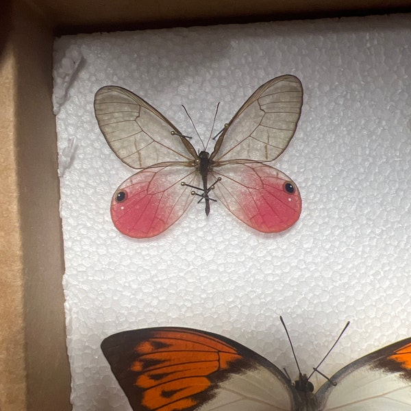 Cithaerias Merolina Pink Clear Wing Butterfly Peru - Etsy