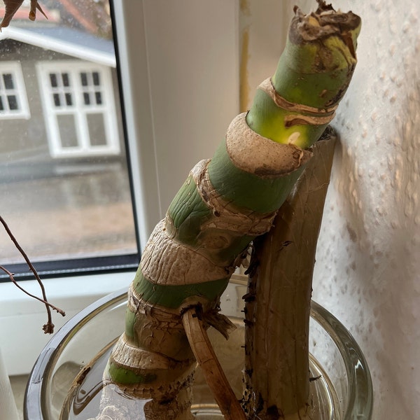 Flame Tree Seed Pods - Etsy