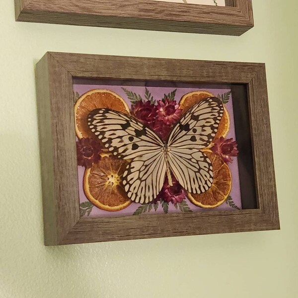 Framed Butterfly, Wall Decor, Home Decor, Entomology, Curiosities ...